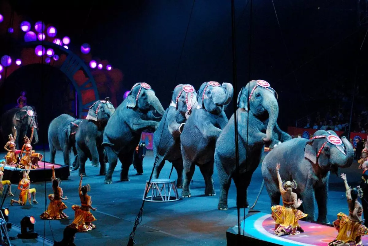 Yn Sweden, ferbean sirkus show mei oaljefanten
