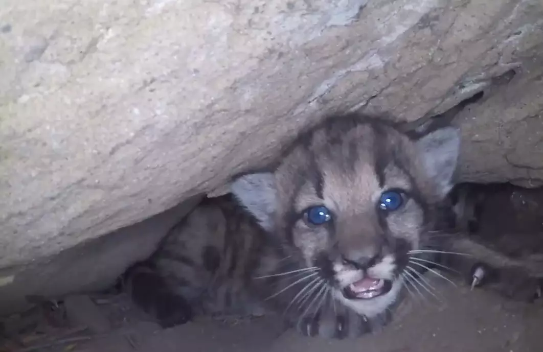 Puma je pronašla opasno mjesto za život u Kaliforniji