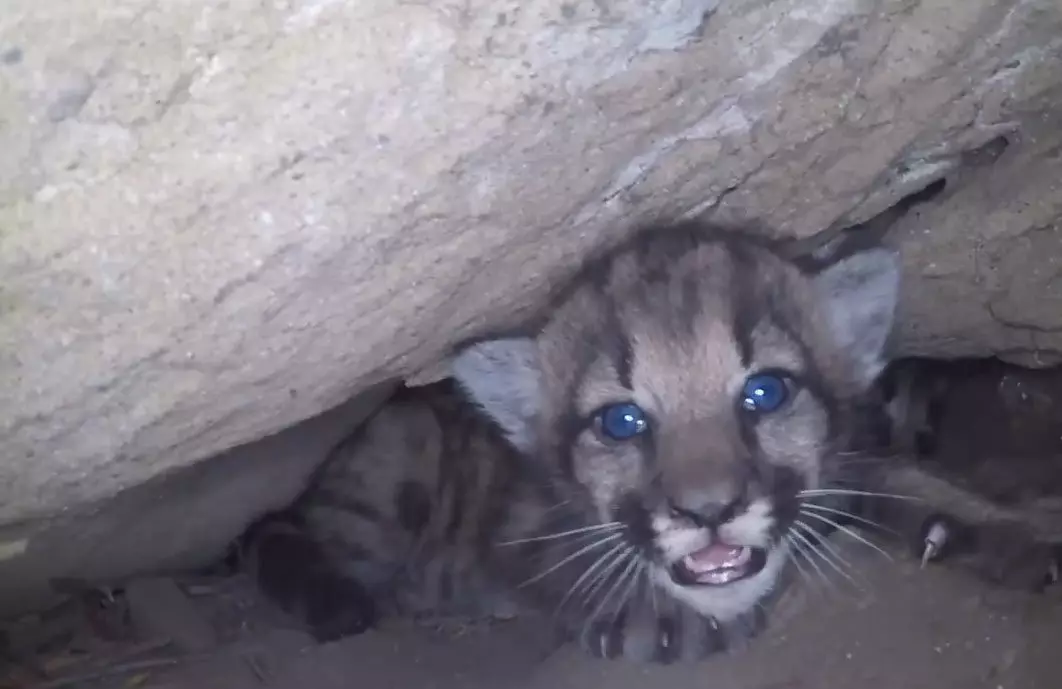 Puma našel nebezpečné místo pro život v Kalifornii