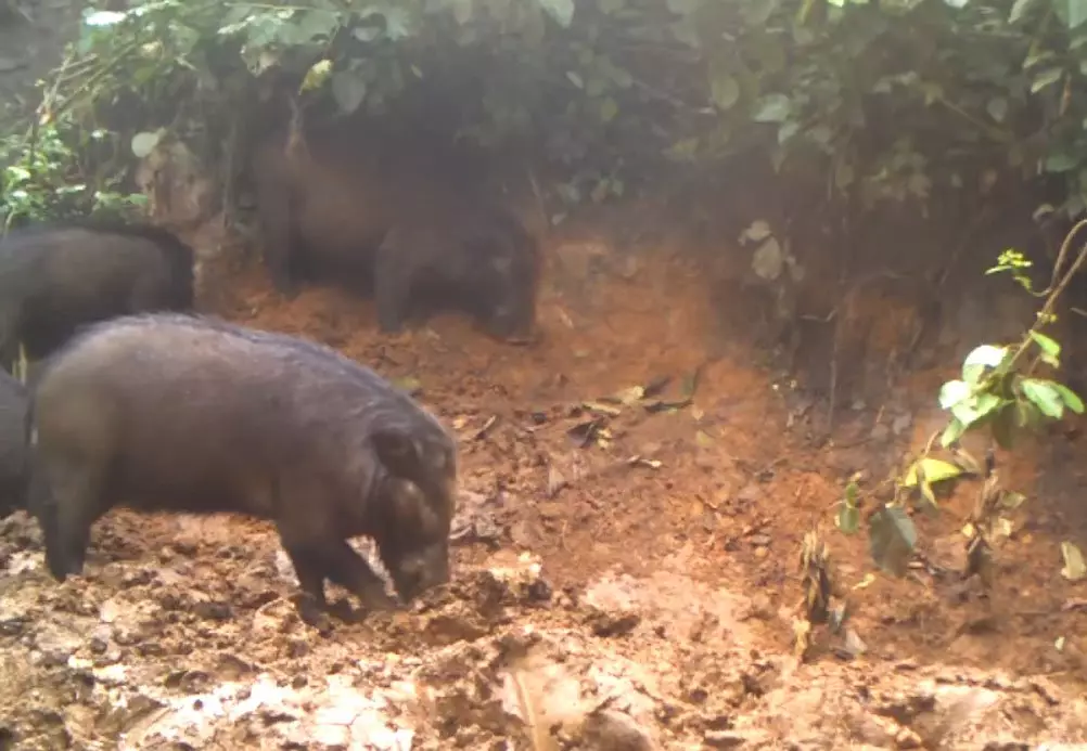 Veliki Forest Svinje: Rare Video