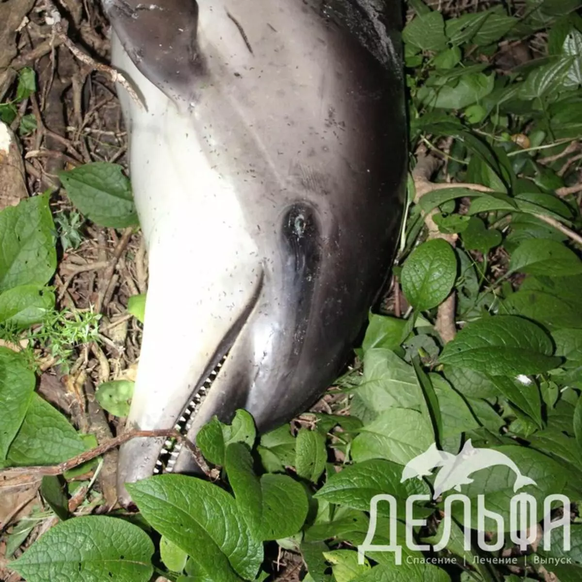 Cá heo chết được tìm thấy trong rừng Sochi