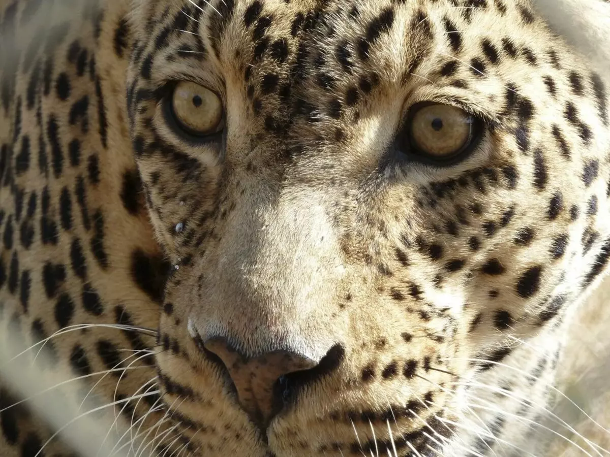 Amor en tres nivells en el món dels lleopards: com les bèsties van sorprendre als científics