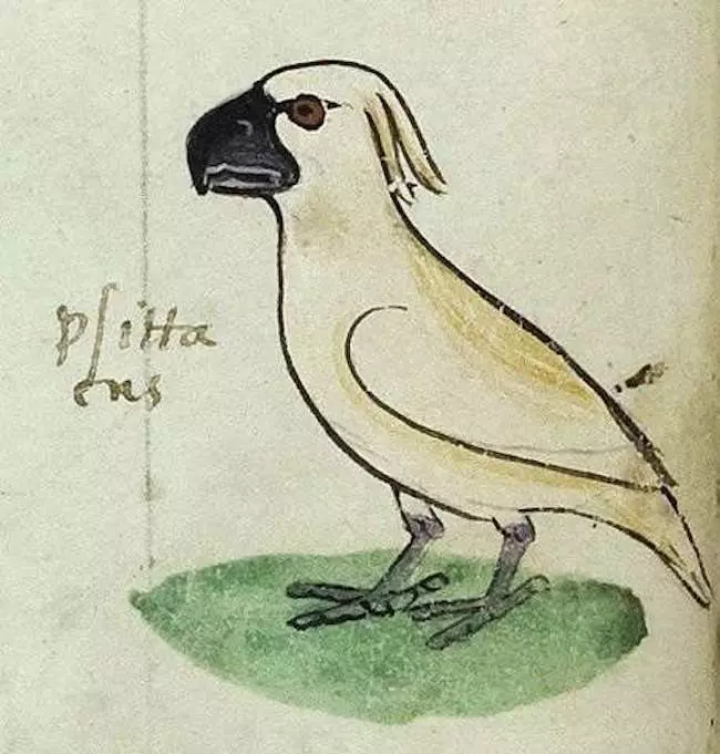 Miracle Bird: Hvor gjør Kakada i det middelalderske manuskriptet?