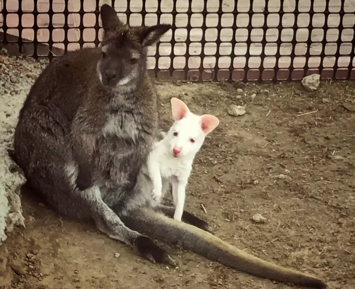 Kengurenok Albino dukket opp i Kaluga Zoo