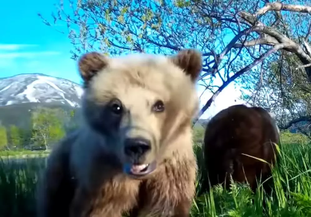 I-Selfie Bear in Kronootsky Reserve: Ividiyo