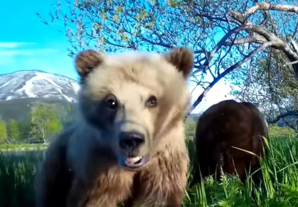 Selfie Bear in Kronootsky Reserve. Տեսանյութ