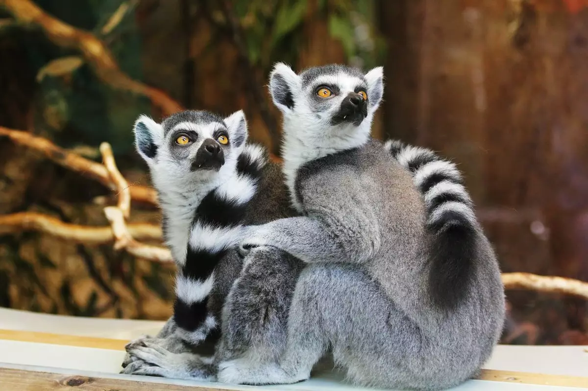Lemurs לקבוע חולשה על ידי ריח