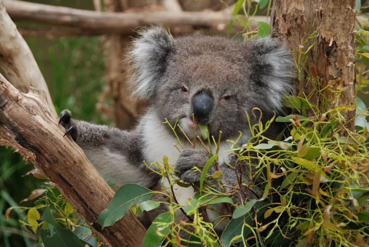 Conas is féidir le kooles eucalyptus nimhiúil a bheith acu?