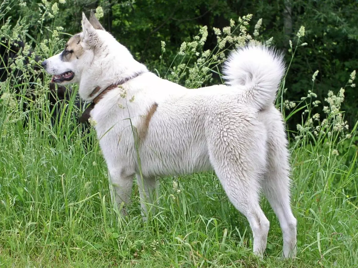 アメリカの犬はSiberiaから来ています