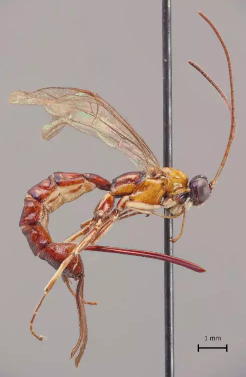 Koko-asiat: löytyi ampiaisia, joissa on ennätys pitkä pisto