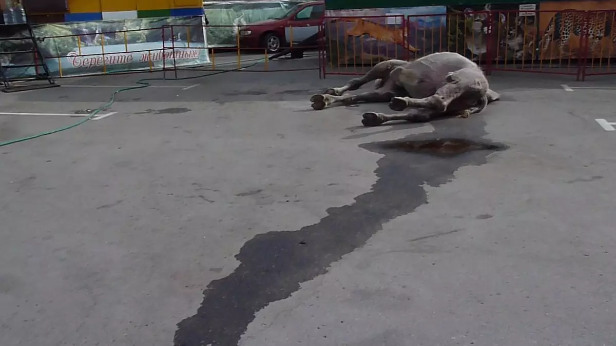 Στο κινητό ζουμ "Noev Ark" βασανισμένα ζώα: βίντεο