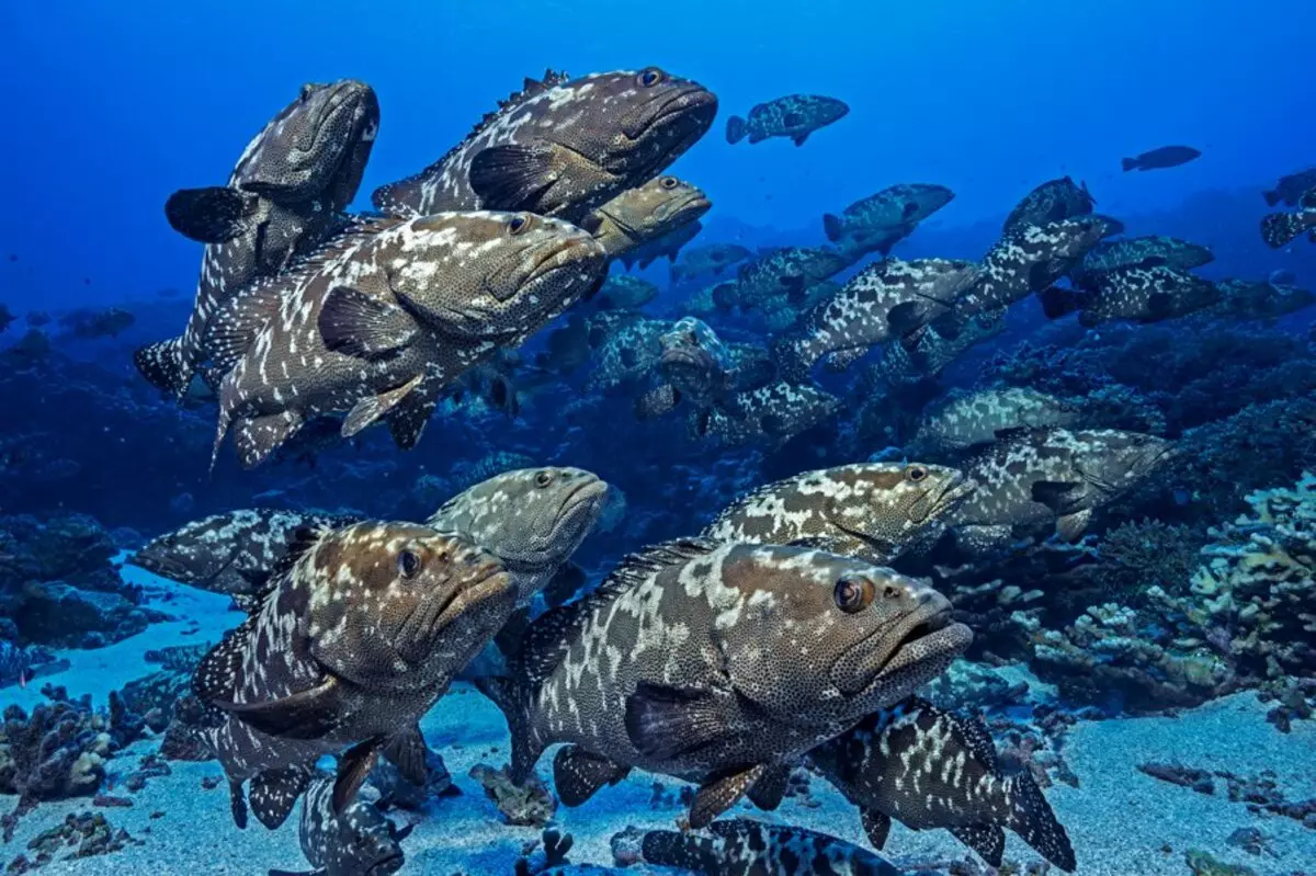 Cá mập của Polynesia: Săn bắn giận dữ