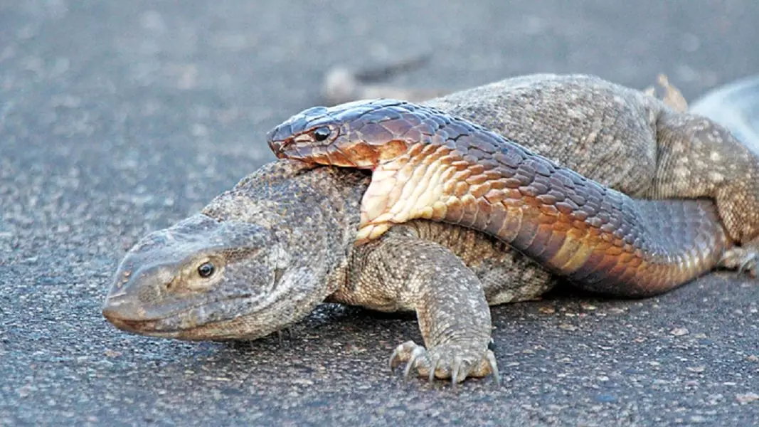 Morte na cabeza: Cobra caza a Varana