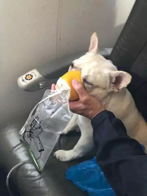 Pjesëmarrësit e fluturimit shpëtuan një qen me një maskë oksigjeni