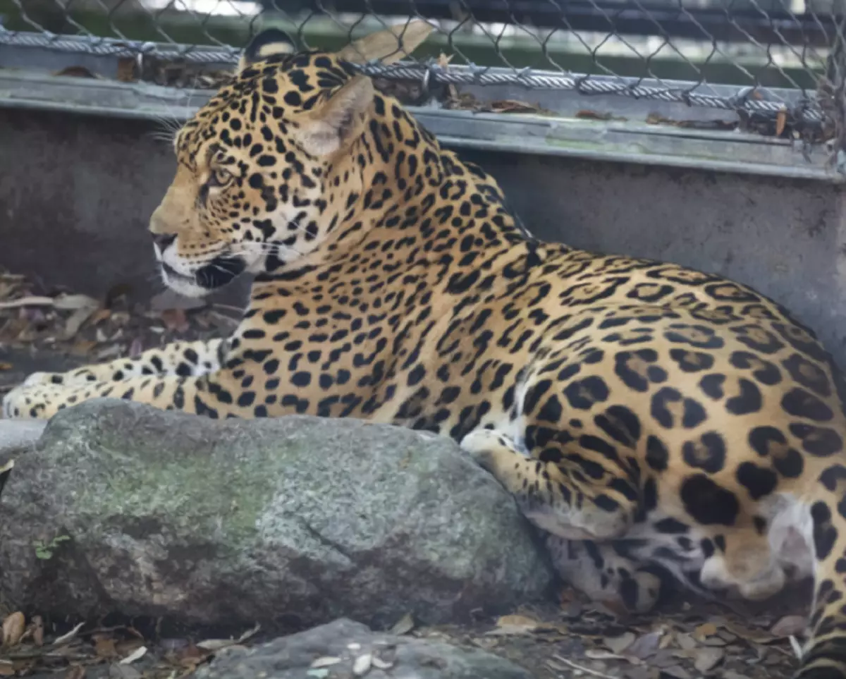 Jaguar zabrakło z klatki i zabił 7 zwierząt w zoo w USA