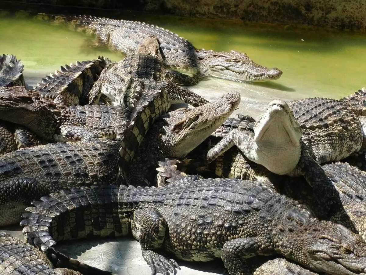Yndonesiërs dy't in slachte opfiede op in krokodilpleats: hast 300 bisten waarden fermoarde