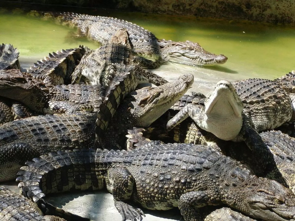 Indonesians inszenierten eine Schlachtung auf einem Krokodilfarm: Fast 300 Tiere wurden getötet