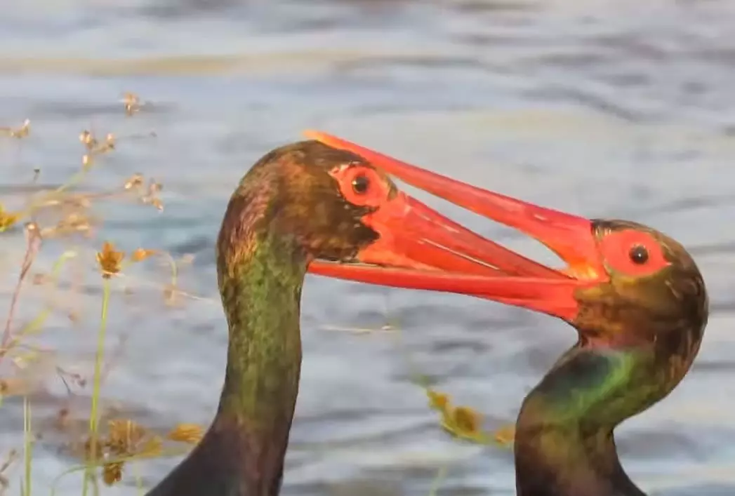 Boğazım: Nadir Çerçeveler Siyah Storks Mücadele