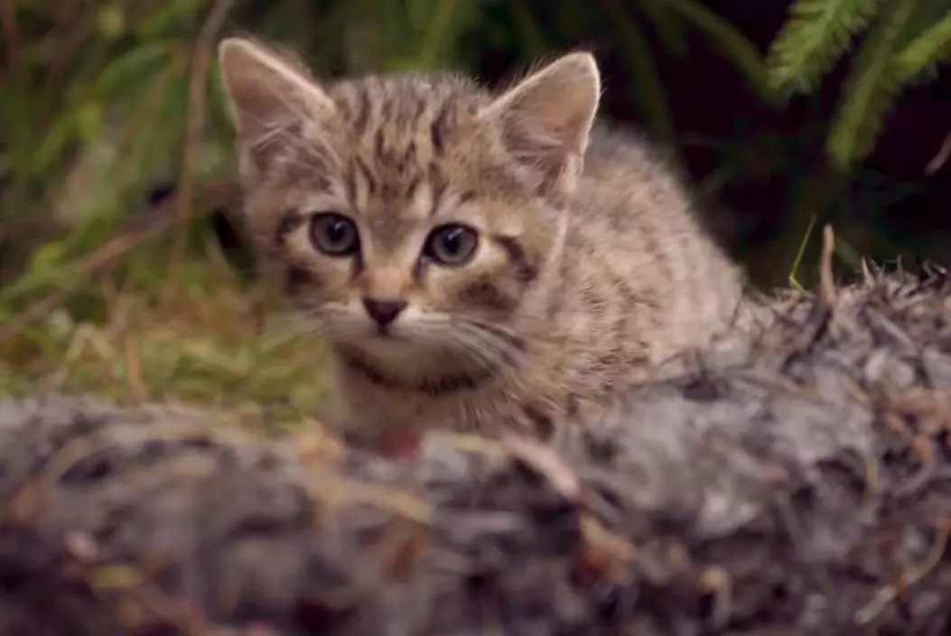 De Scottish Forest Kitten sove nan mòn yo