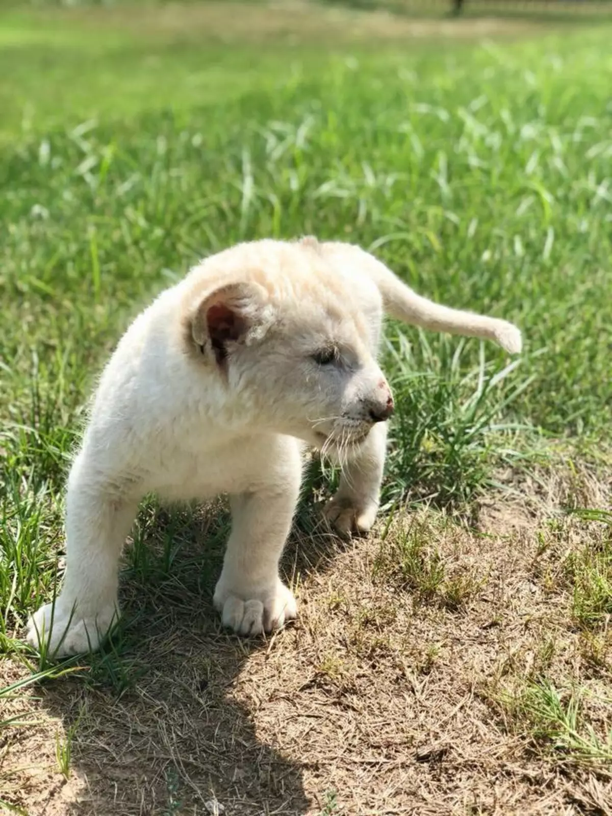 Orphaned White Lionok yeni bir ev buldu: video