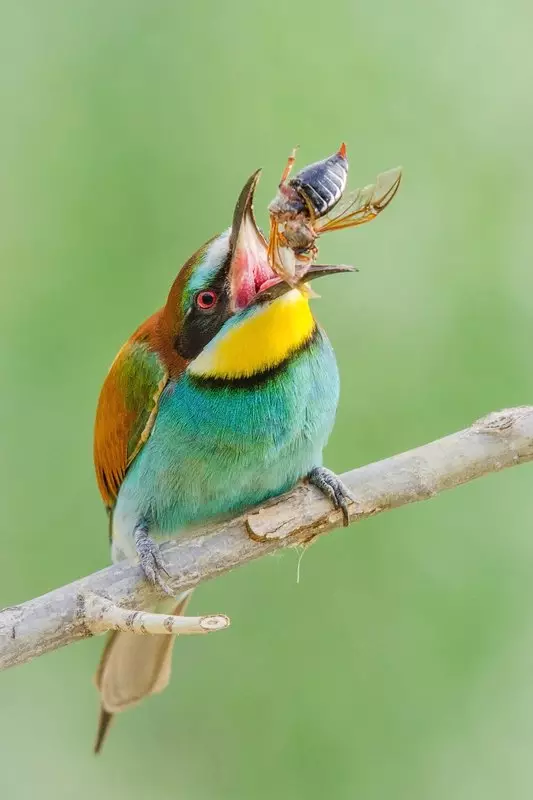 Wie viele Insekten fressen Vögel für das Jahr? Millionen, Millionen Tonnen!