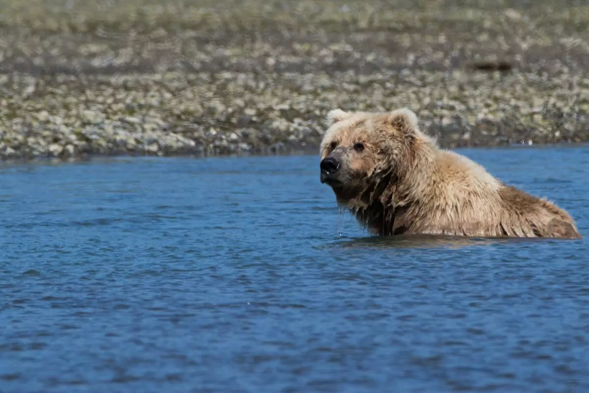 The bear achụpụkwa ndị njem nleta-keyodnik: video