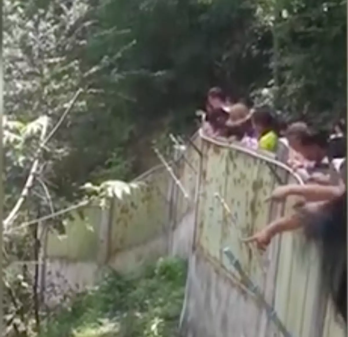 Visitantes do zoológico chinês lance de pedras: vídeo