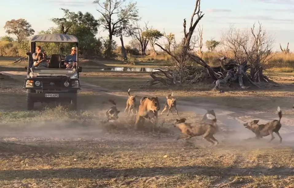 The Lioness menyelamatkan anak muda dari kawanan anjing: Video