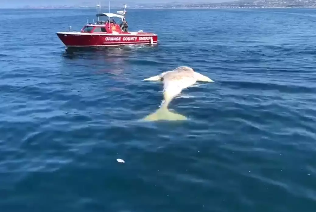 Fem meter hvide haj spiser hval: Video