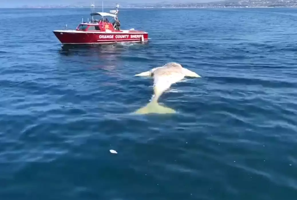 Five Meter White Shark Eats Whale: Video