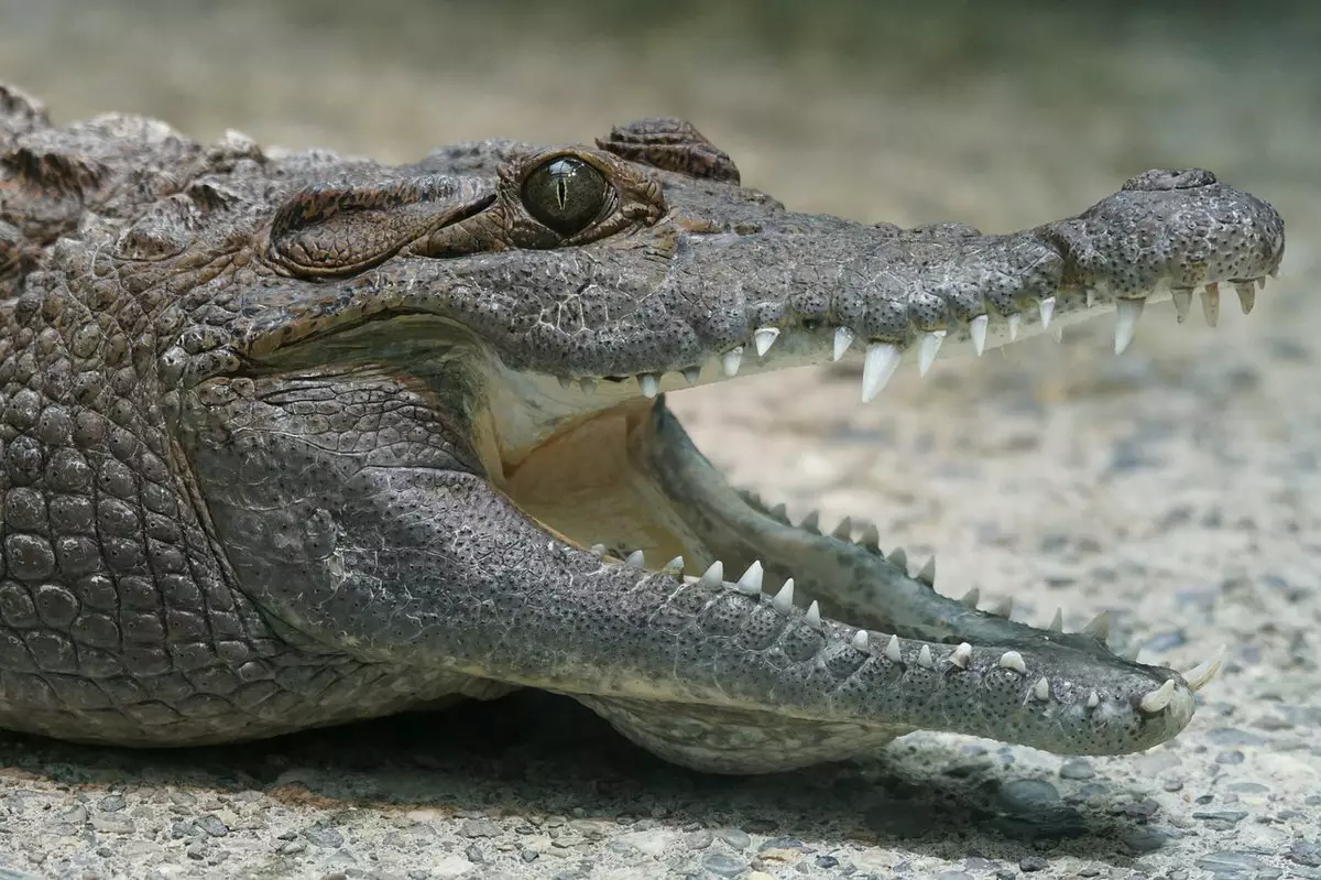 Cum să scăpați din gura crocodilului: experiența biologului marin