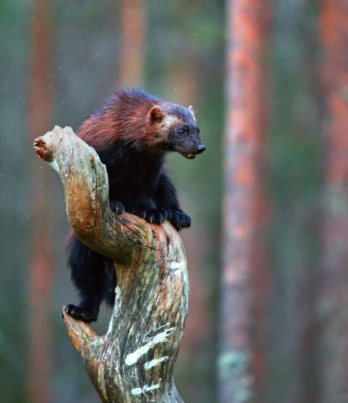 Wolverine, avtomobilin xəmirinin arxasındakı bir ağaca dırmaşır: video