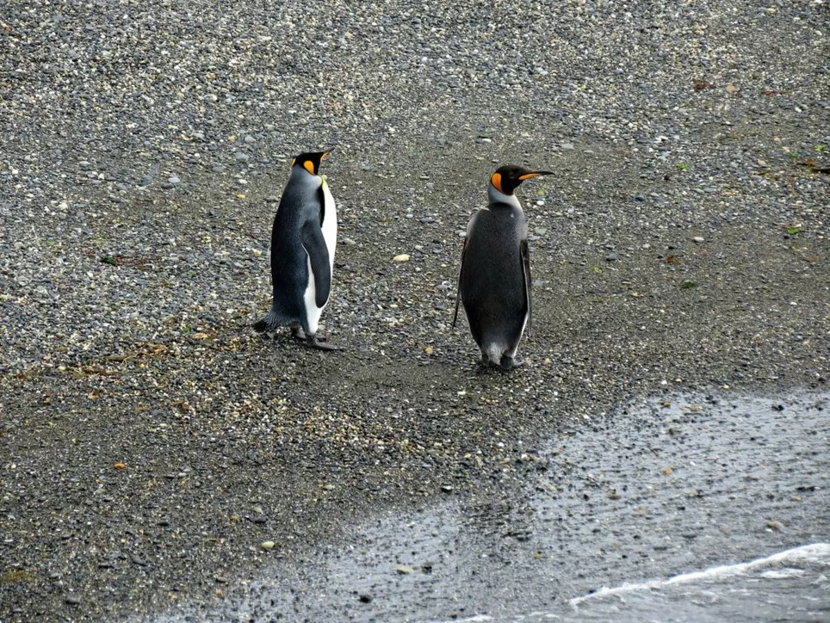 Самая вялікая калонія каралеўскіх пінгвінаў паменшылася амаль на 90%