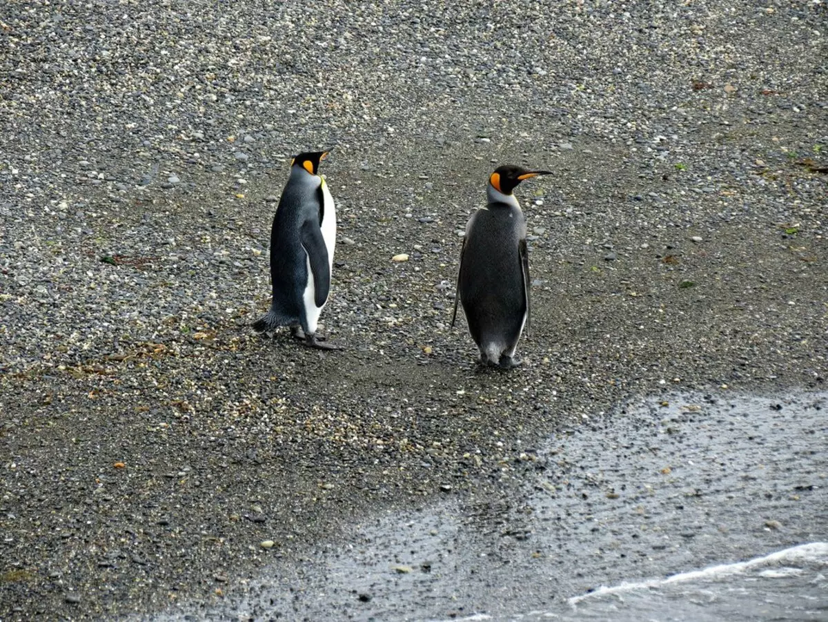 ରାଜକୀୟ penguins ର ବଡ଼ ଉପନିେବଶ ପ୍ରାୟ 90% ଦ୍ୱାରା କମିଲା