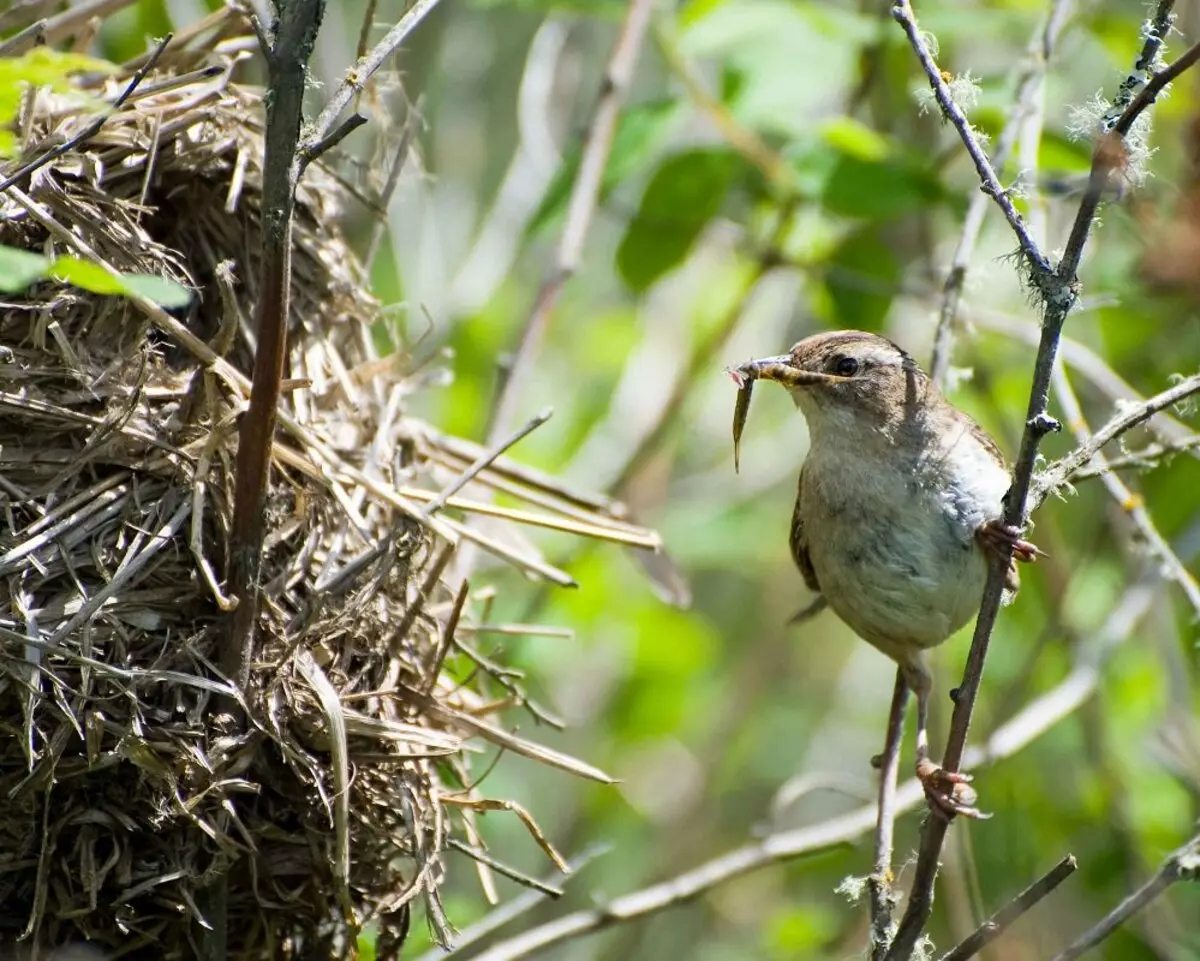 Mengapa burung pulau meningkatkan otak?