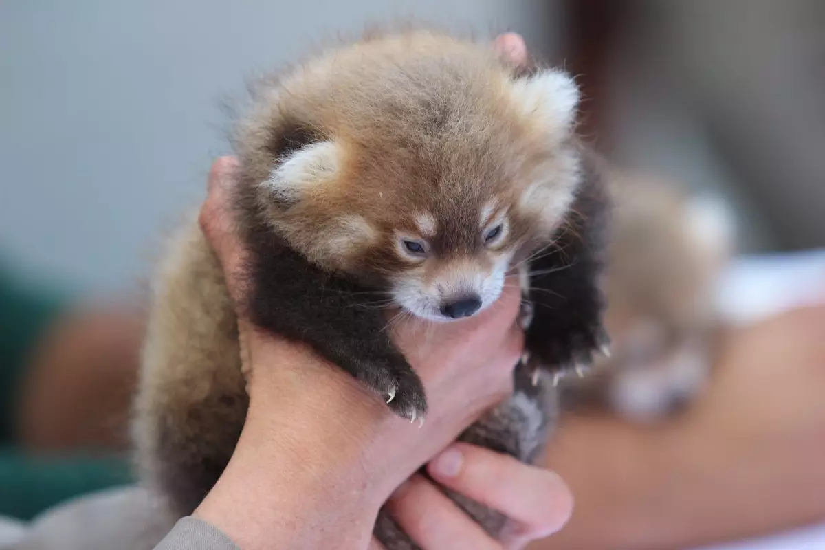 Crvene pande rođene su u američkom zoološkom vrtu: fotografiju i videozapisu