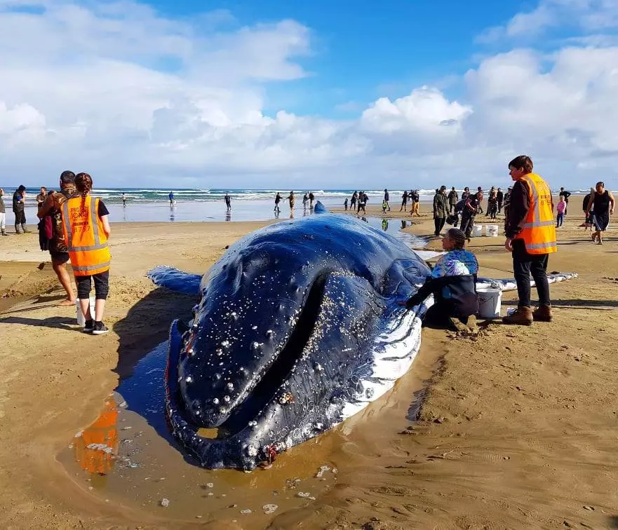 Ing New Zealand, dheweke nylametake paus macet ing pesisir: Video