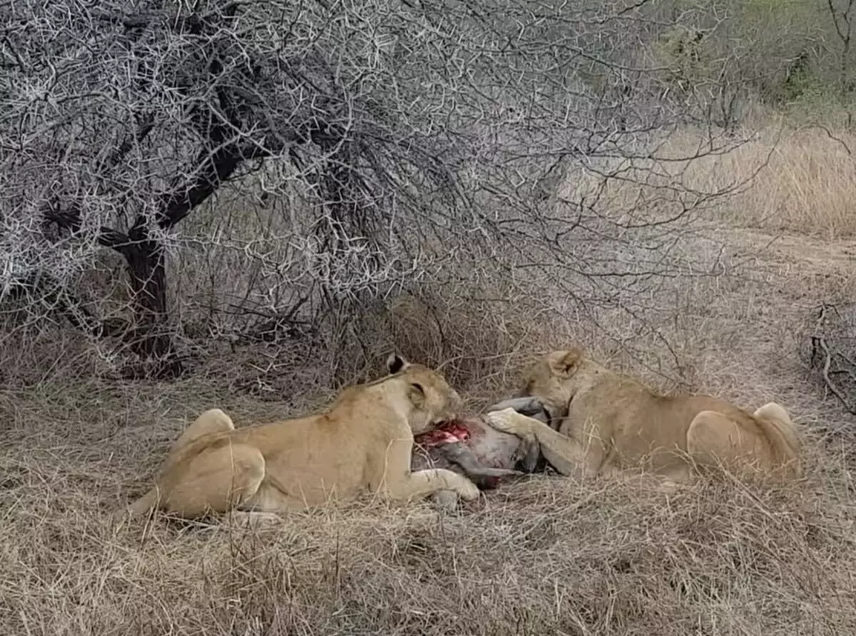 HYNNES, dişi aslan arasından seçilir: video