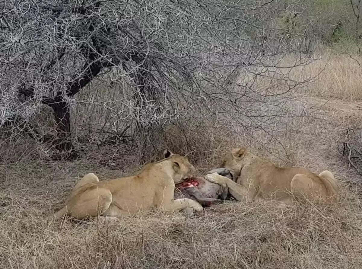 Hynes er valgt fra Lioness: Video