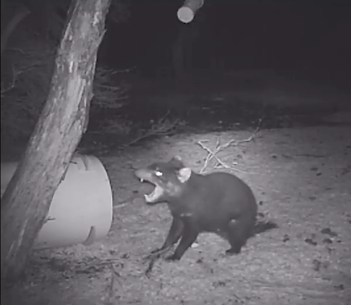 Love of two devils: video from Tasmania