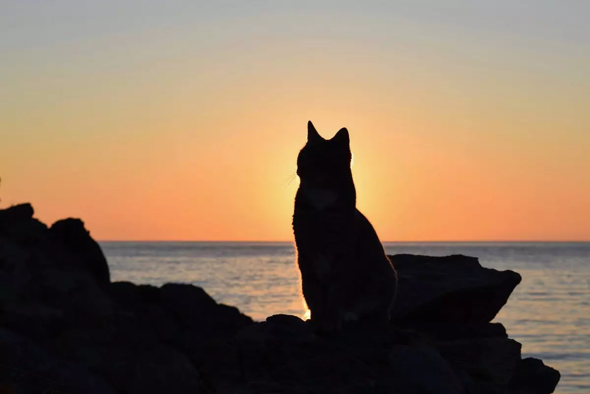 ذخایر گربه در جزیره یونانی به دنبال یک کارمند جدید است