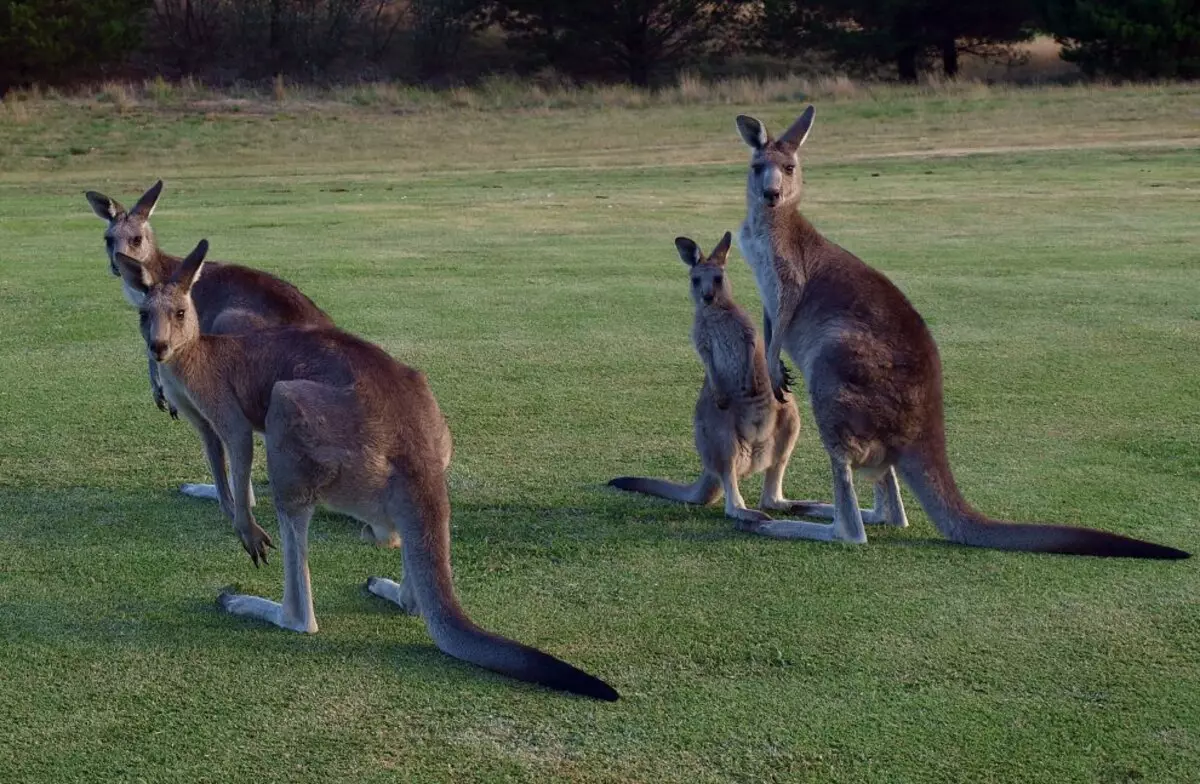 Hauv Australia, kev tua neeg loj heev ntawm Kangaroo pib
