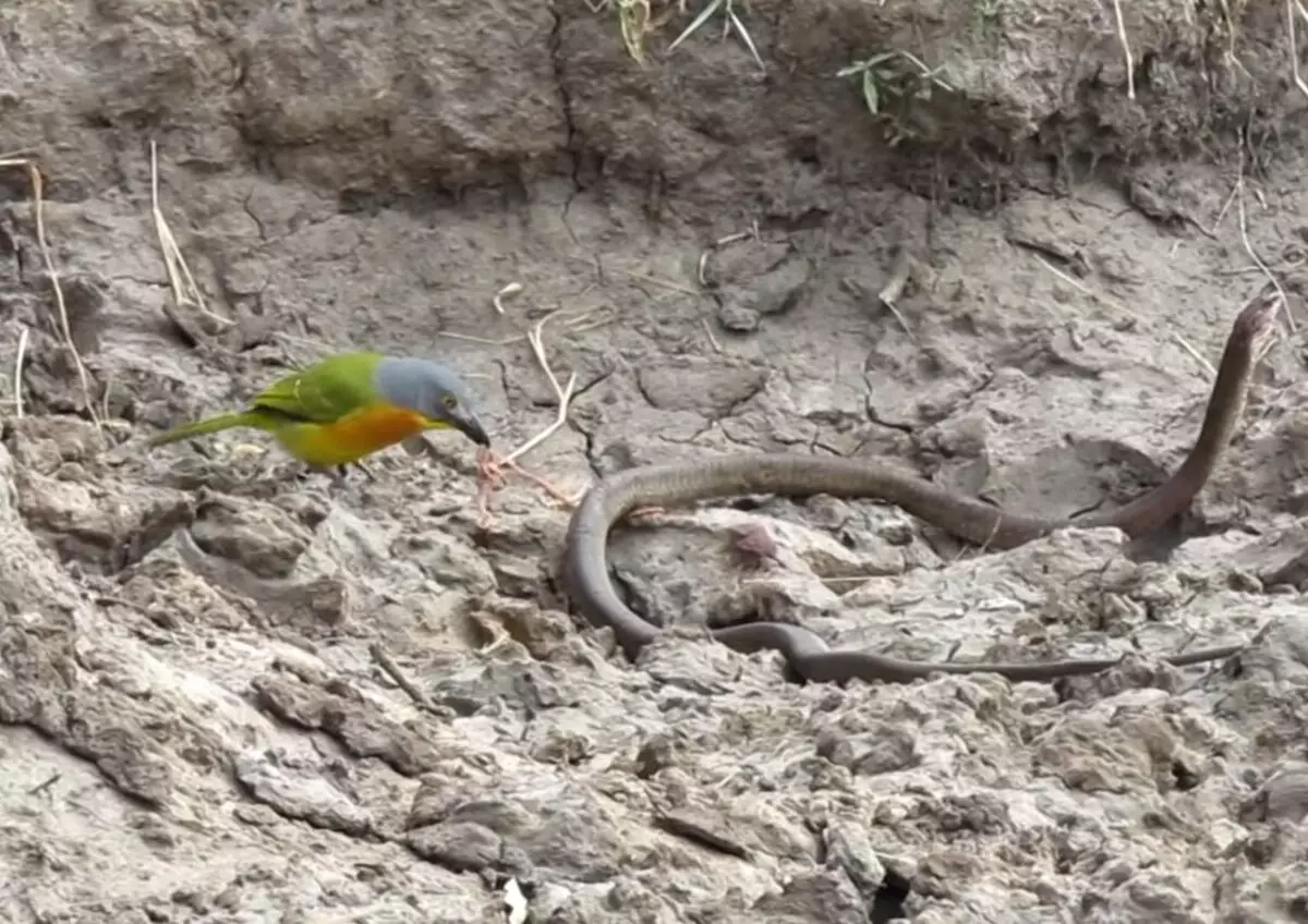 Sorokopoute attacked live snake: video