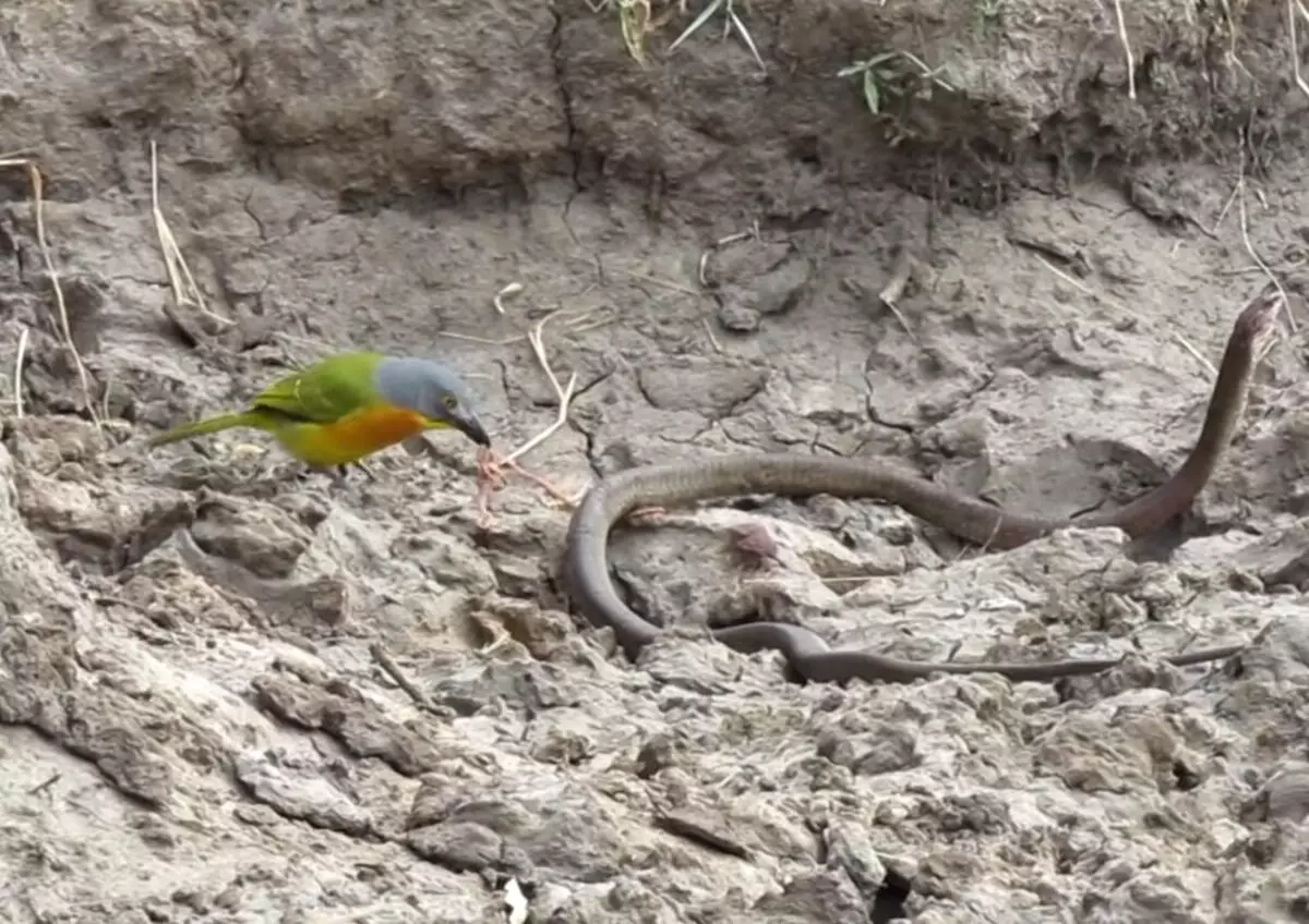 Sorekopoute nyerang Live Snake: Video