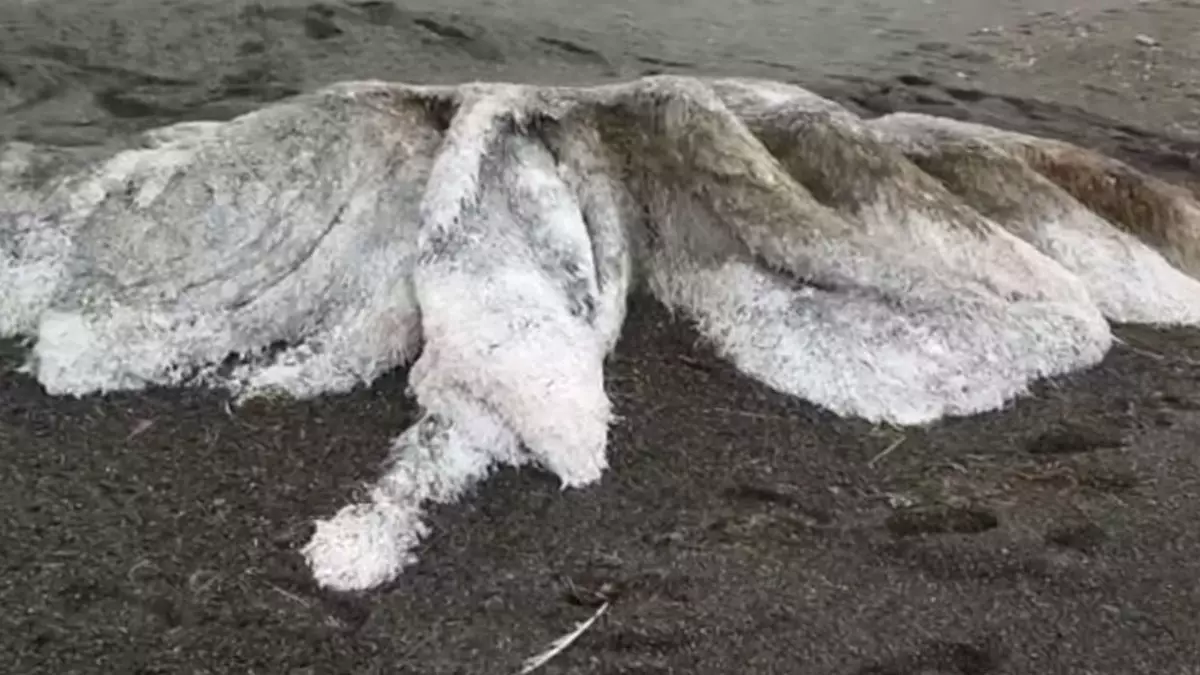 ב Kamchatka מצא ענק שיער שעיר: וידאו