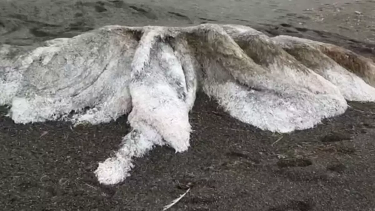 In Kamchatka vond een enorme harige glans: video