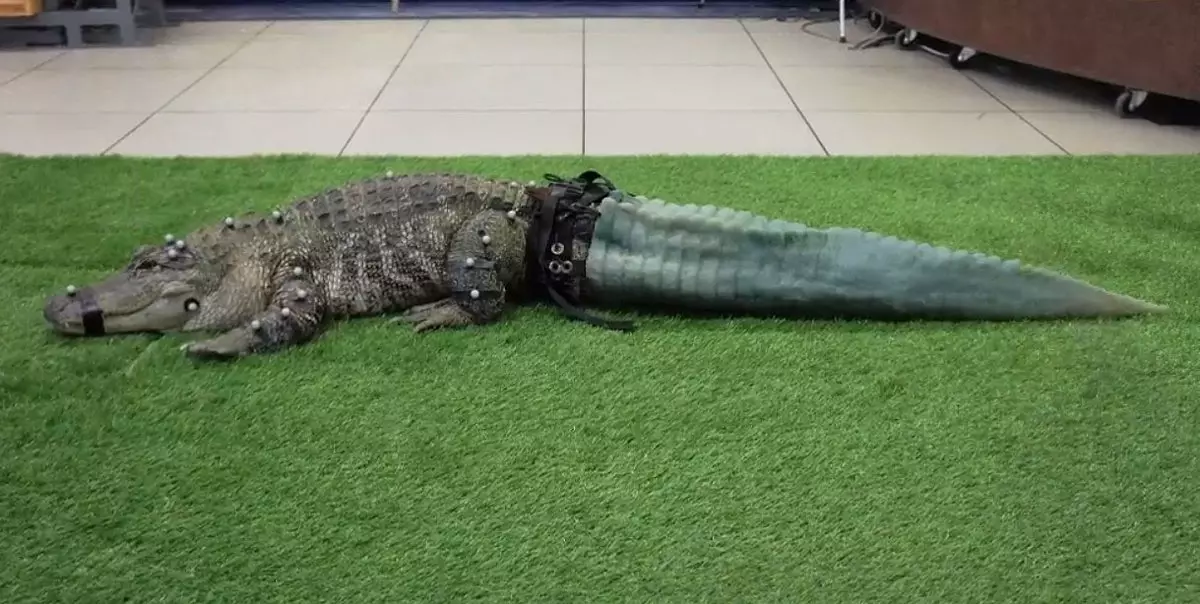 Alligator nyitak buntut dina printer 3d: video