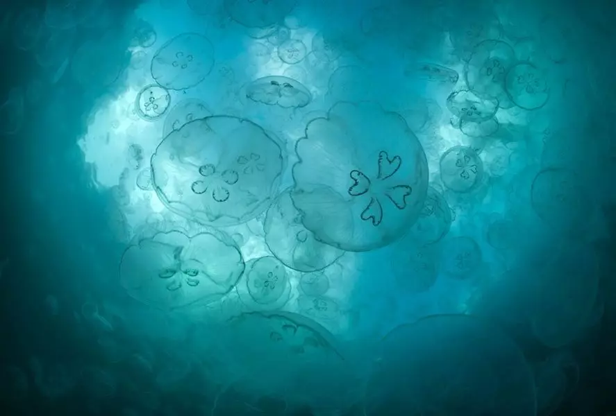 I-Bay, eyagcwala i-jellyfish: video