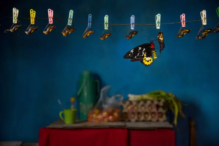 Profession: Butterfly Vavhimi