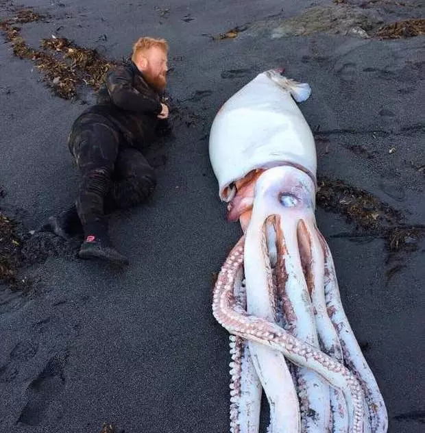 Enorme blekksprut på stranden i New Zealand: bilde